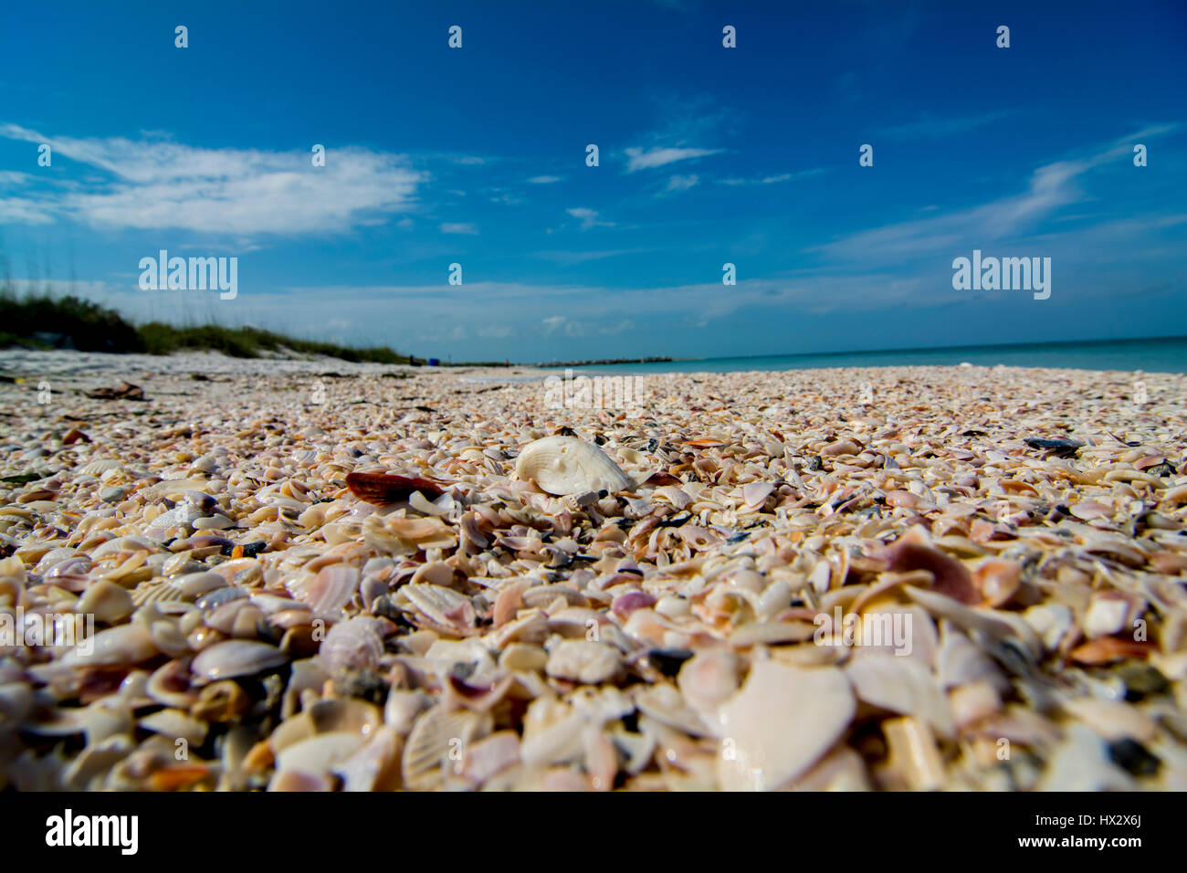Piled high shells hi-res stock photography and images - Alamy