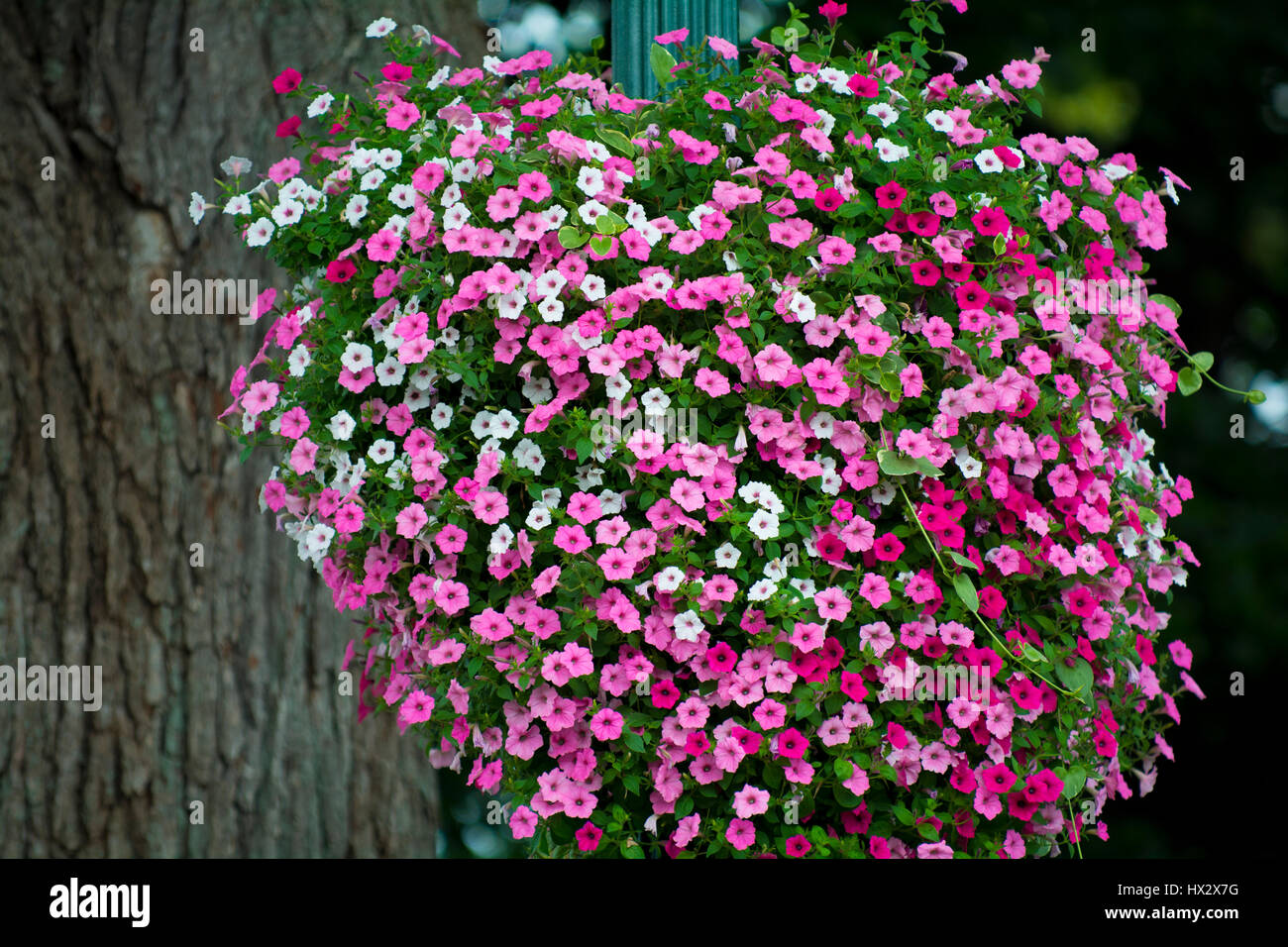 hanging flowering plant Stock Photo - Alamy