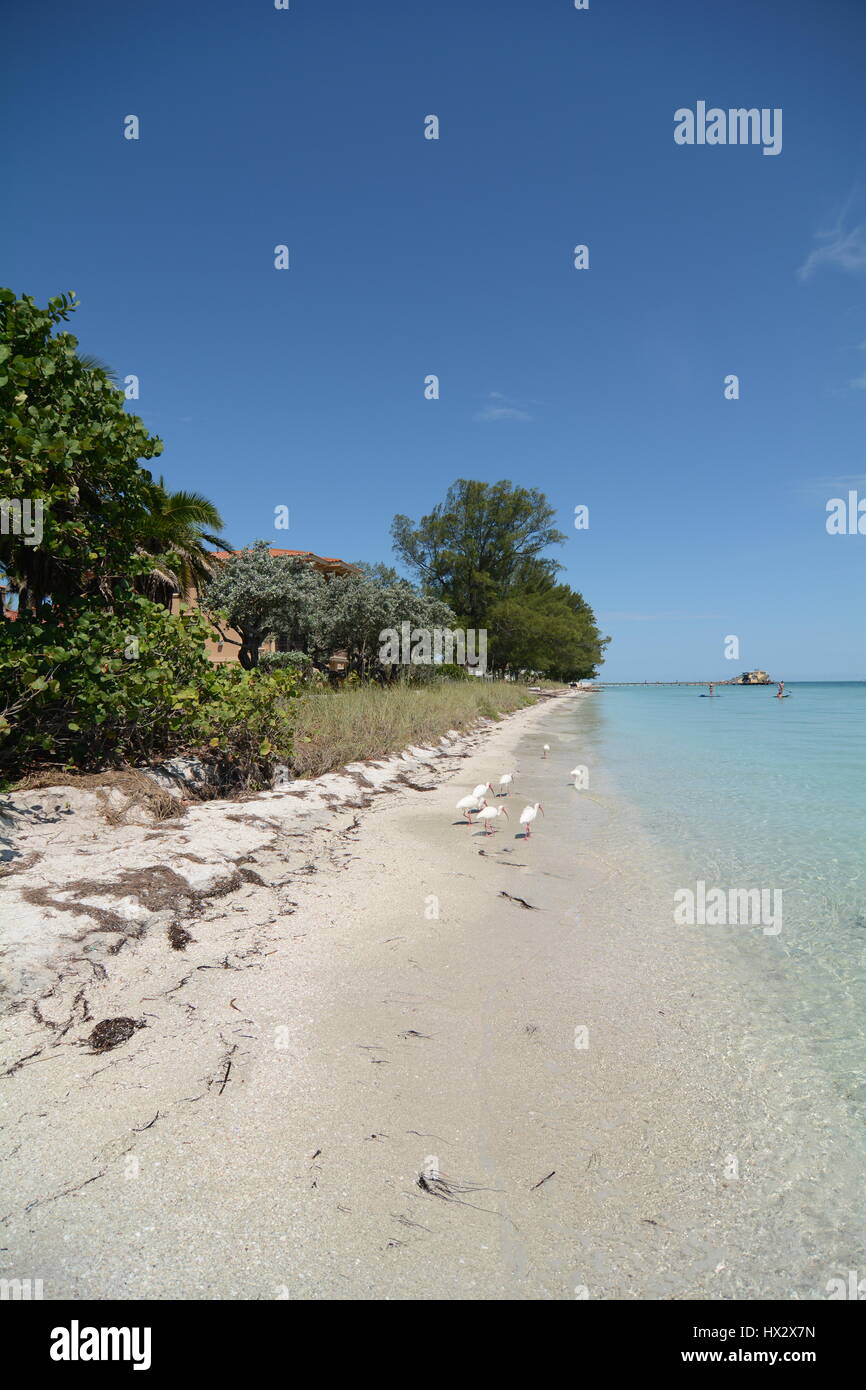 beach coast line with trees Stock Photo - Alamy