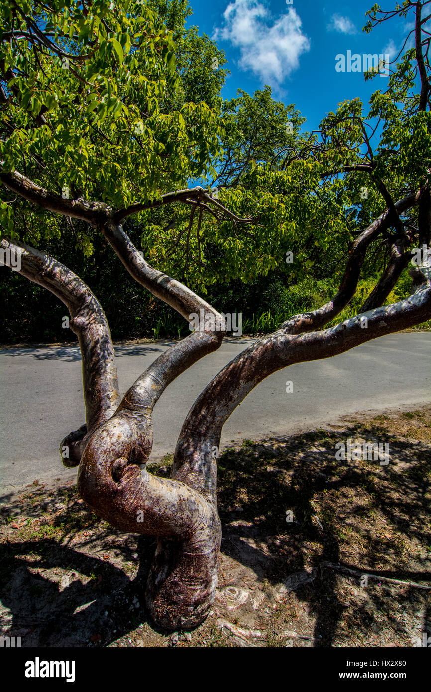 Gumbo limbo tree hi-res stock photography and images - Alamy