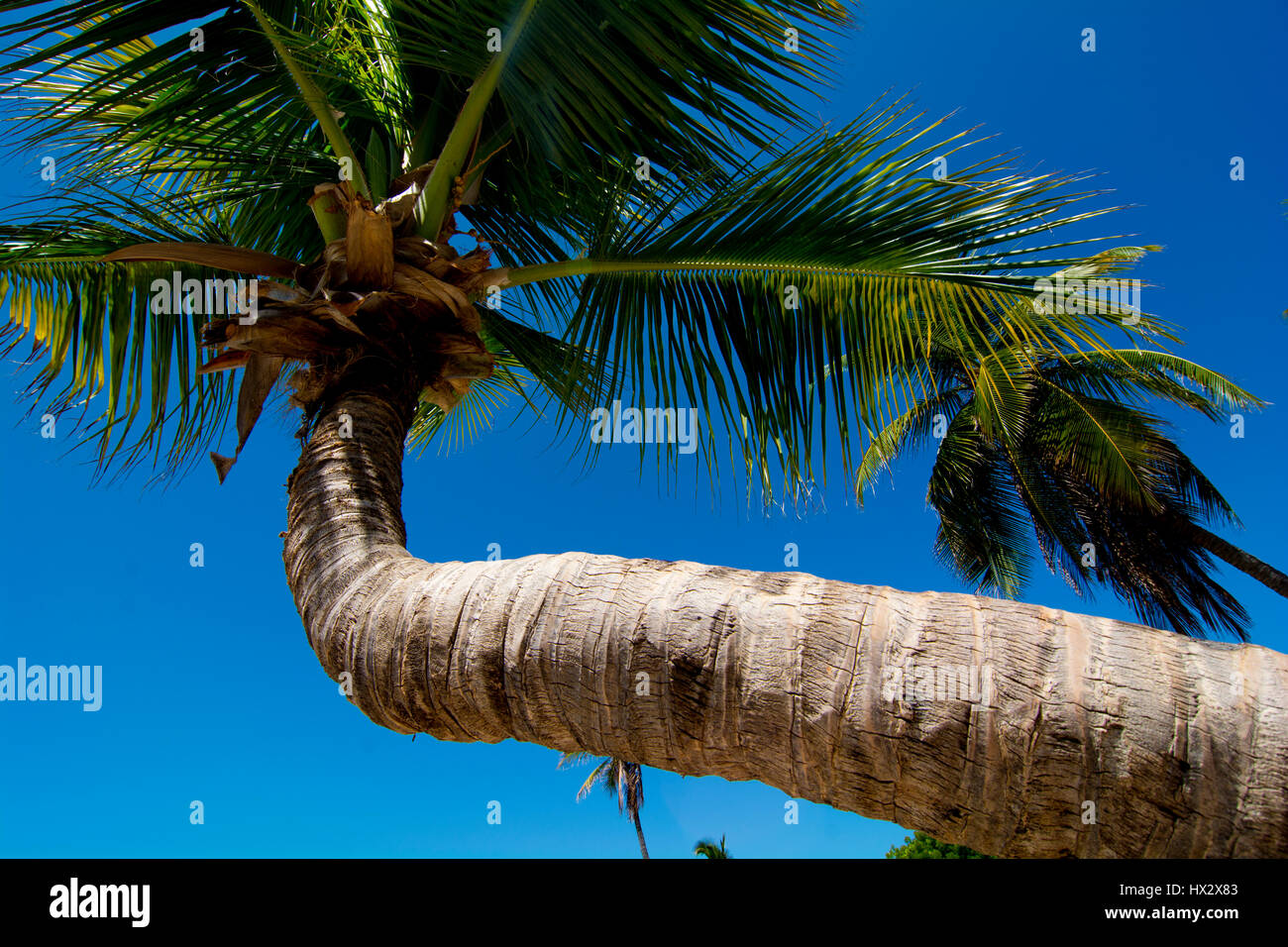 Crooked Palm Tree High Resolution Stock Photography and Images - Alamy