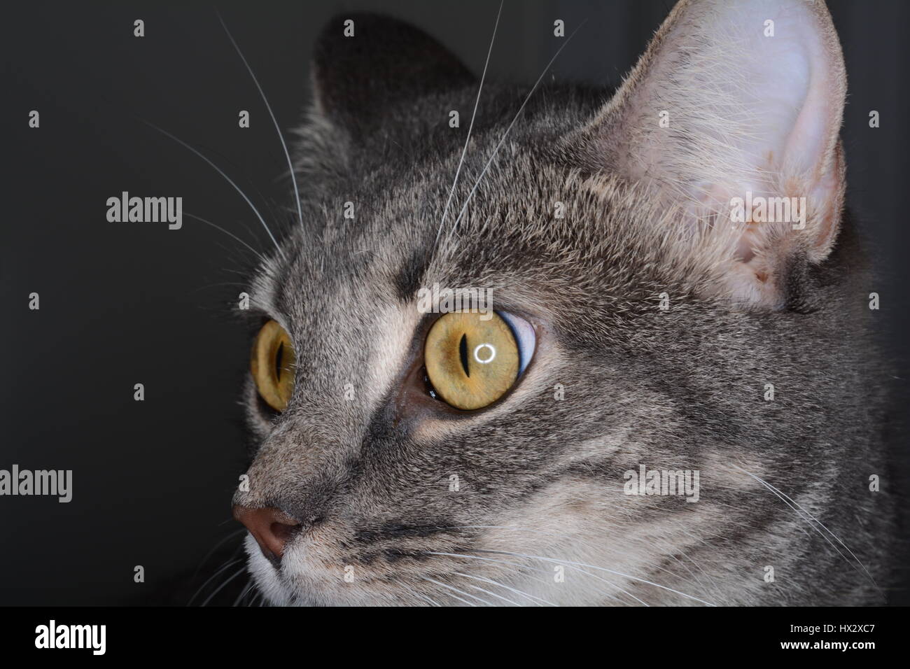 grey cat yellow eyes Stock Photo - Alamy