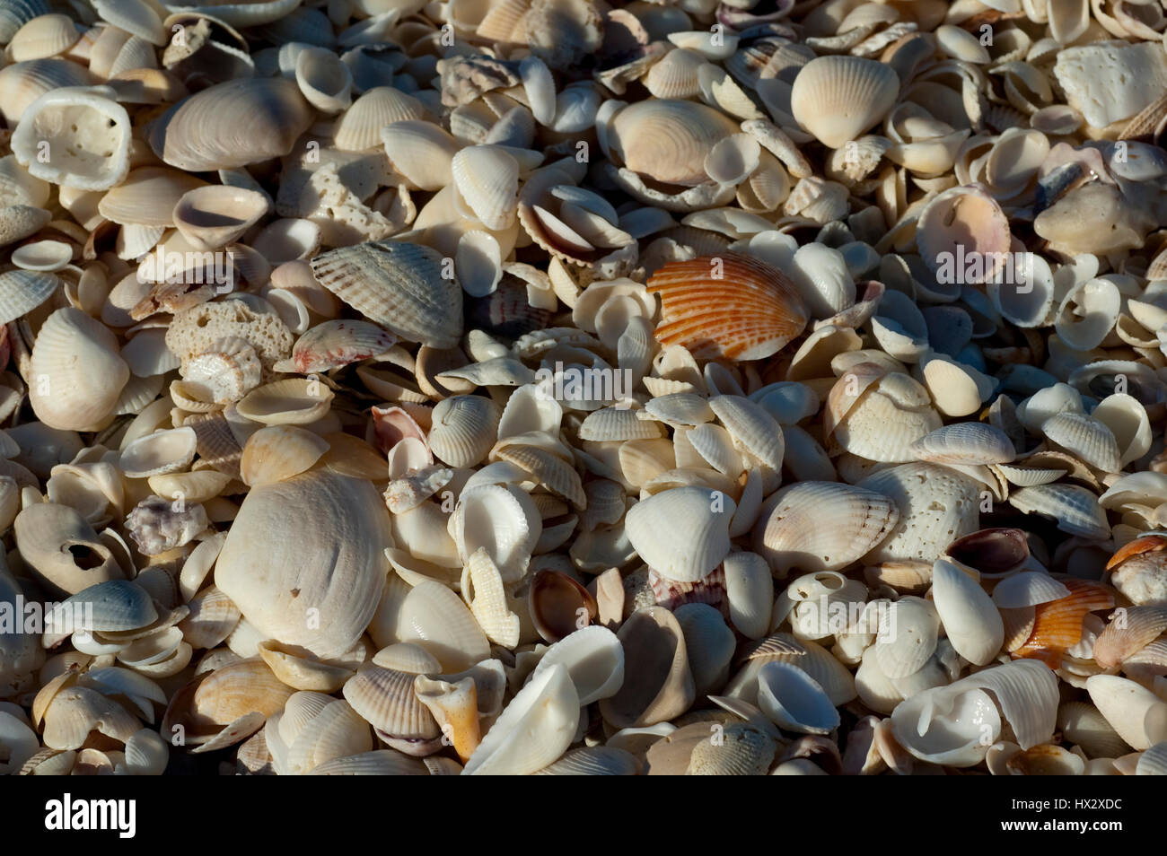 seashells piled high on the beach Stock Photo - Alamy