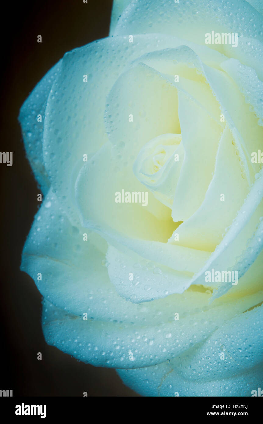 Teal rose hi-res stock photography and images - Alamy