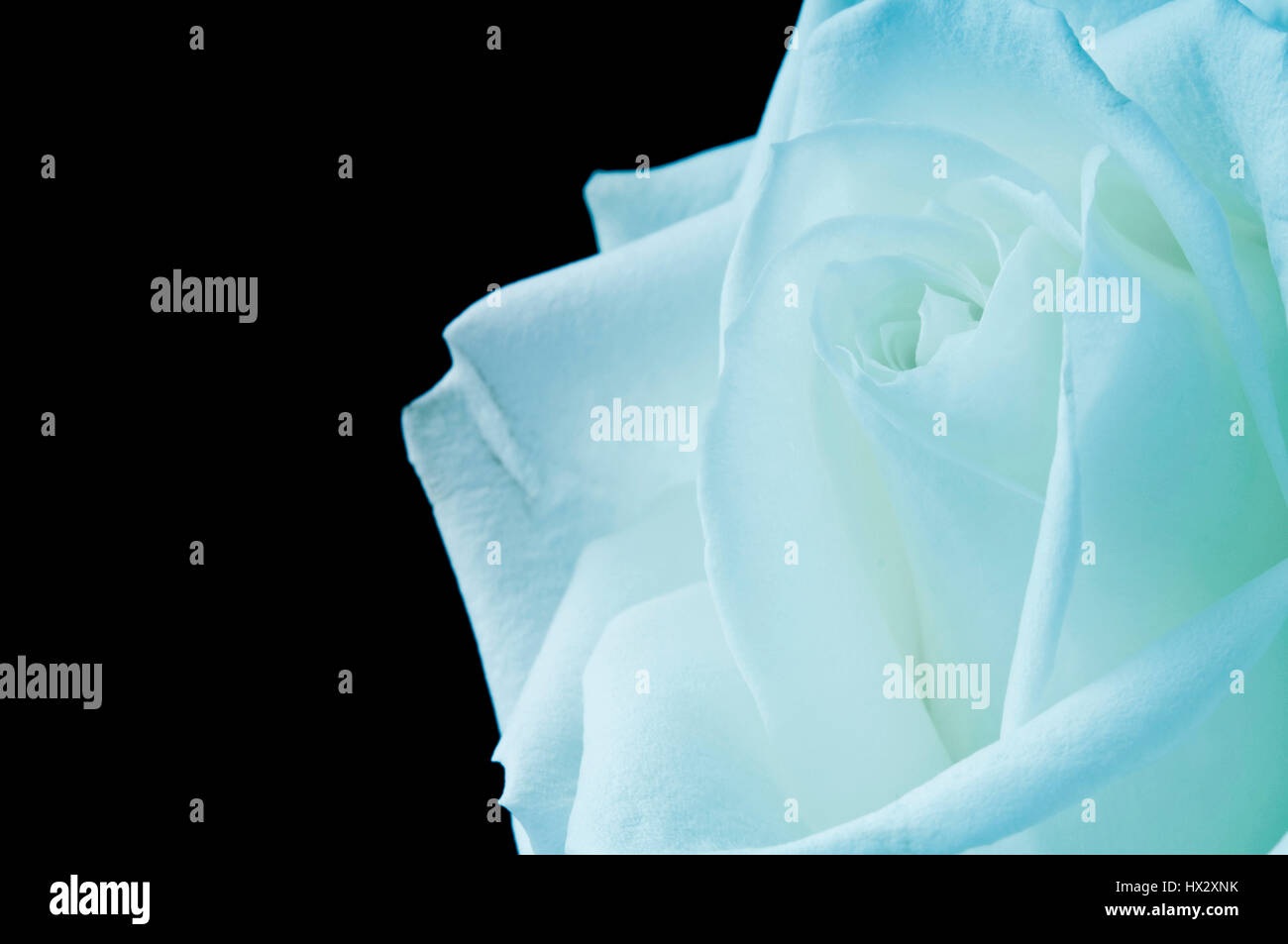 Teal rose hi-res stock photography and images - Alamy