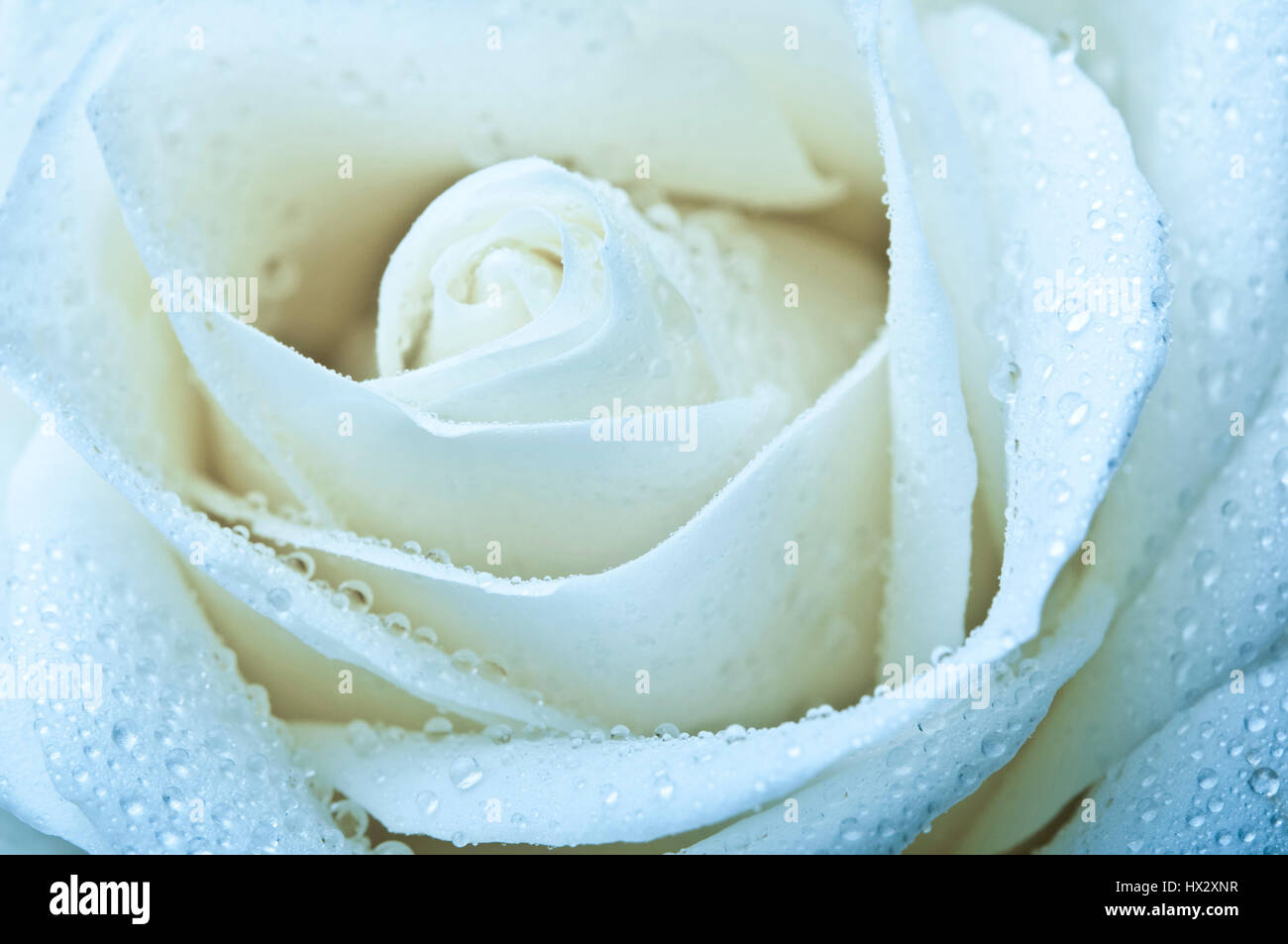 White rose with drops hi-res stock photography and images - Alamy