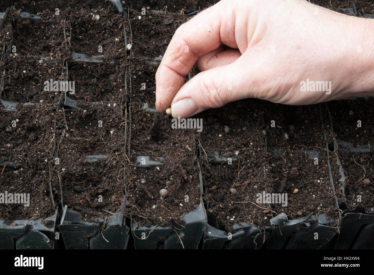 Step by step - Sowing Sweet Pea # 2 - Sow Stock Photo - Alamy