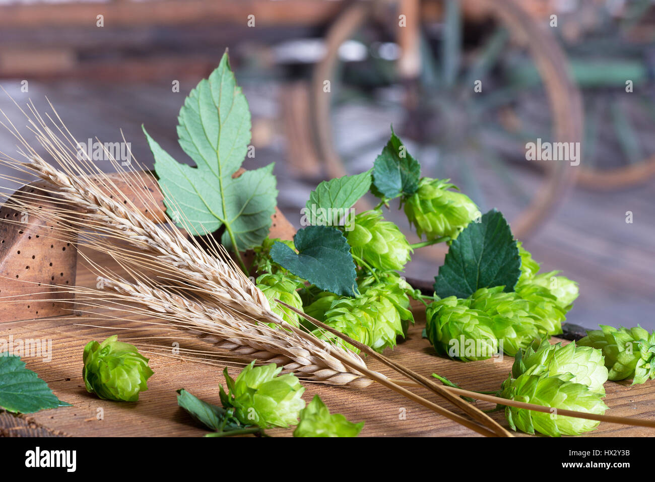 hop cones and sheaf of barley in th eold barn Stock Photo - Alamy