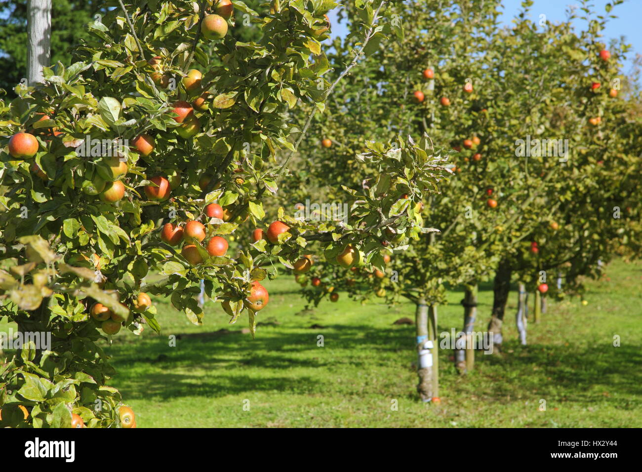 Hempsalls heritage orchard hi-res stock photography and images - Alamy