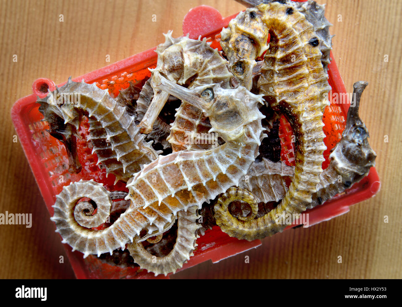body and texture of dry seahorse mixted in small basket photo in ...