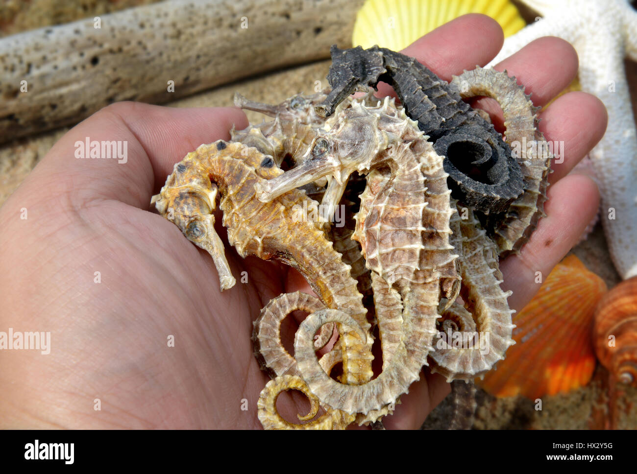 Seahorse Photography