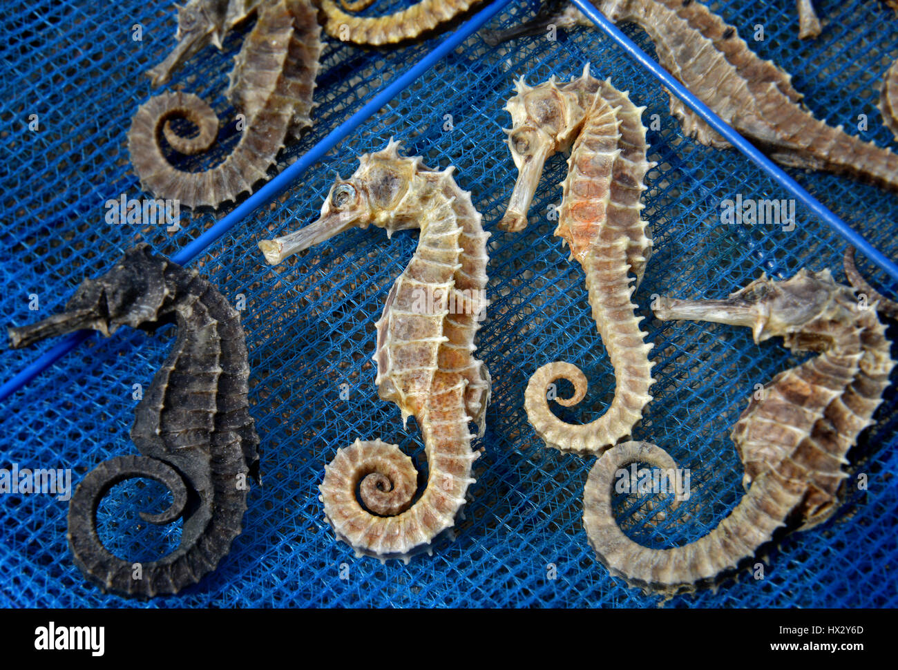 body and texture of dry seahorse photo in outdoor one side sun lighting ...