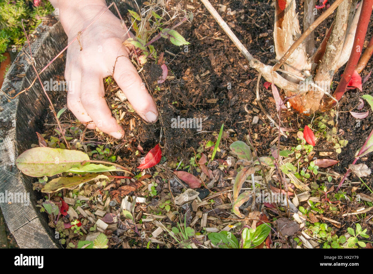 Step-by-Step - Caring for containerised blueberry plants - Step # 1 ...