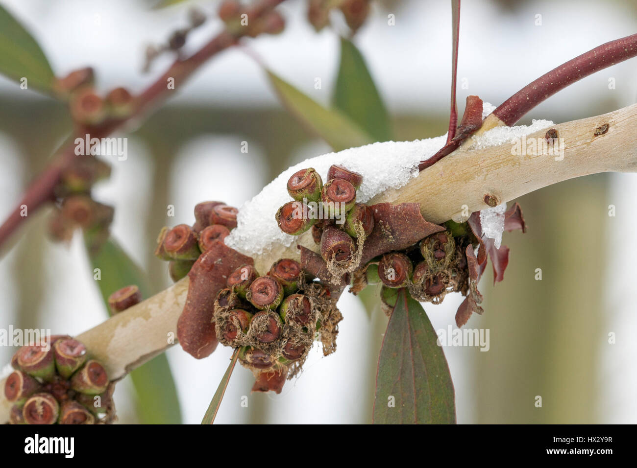 Snow gum hi-res stock photography and images - Alamy