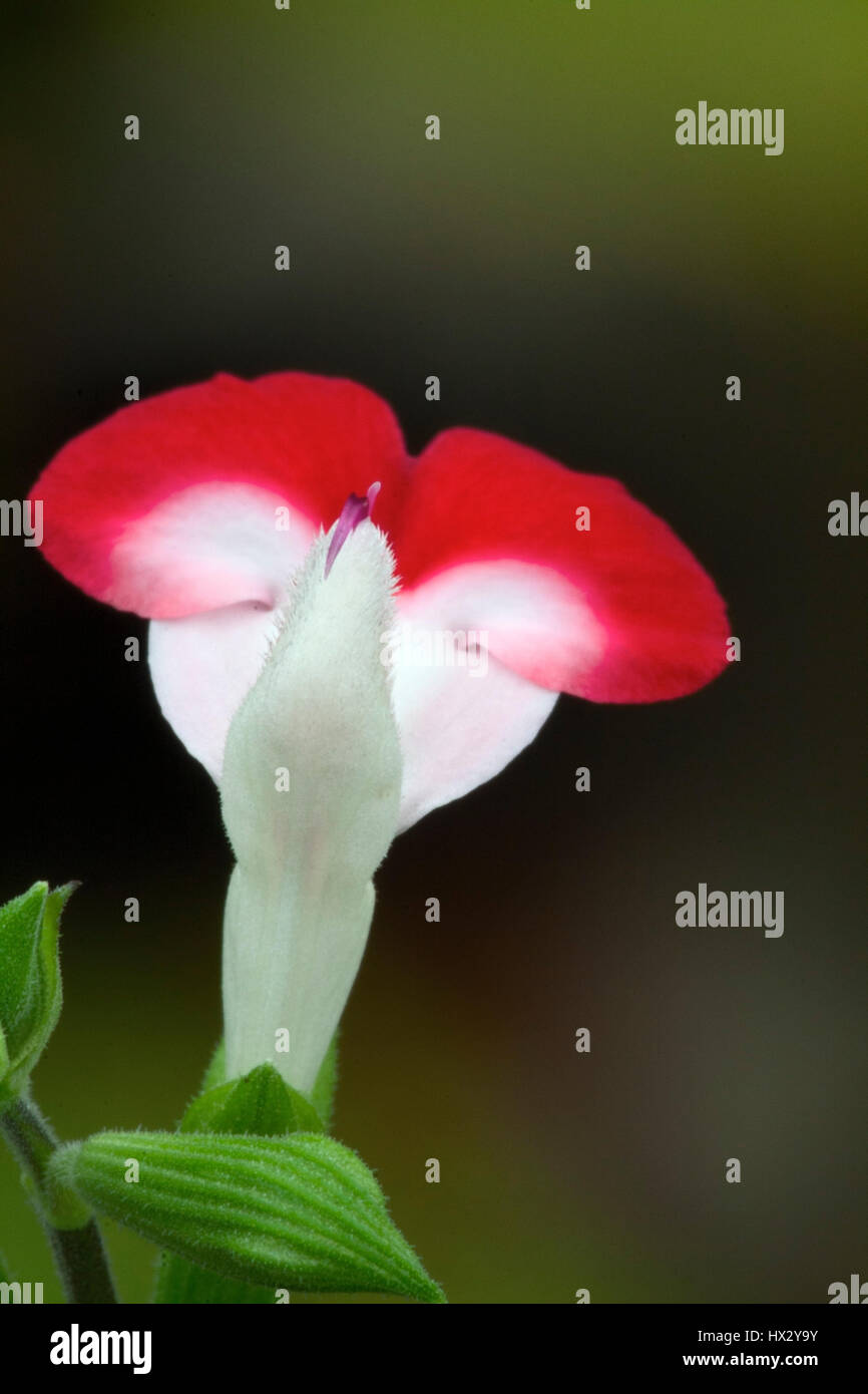 Salvia hot lips hi-res stock photography and images - Alamy