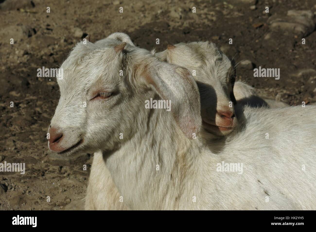 Cuddling goats hi-res stock photography and images - Alamy
