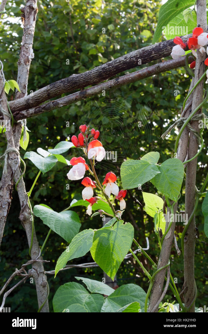 Runner bean plants in flower Stock Photo - Alamy