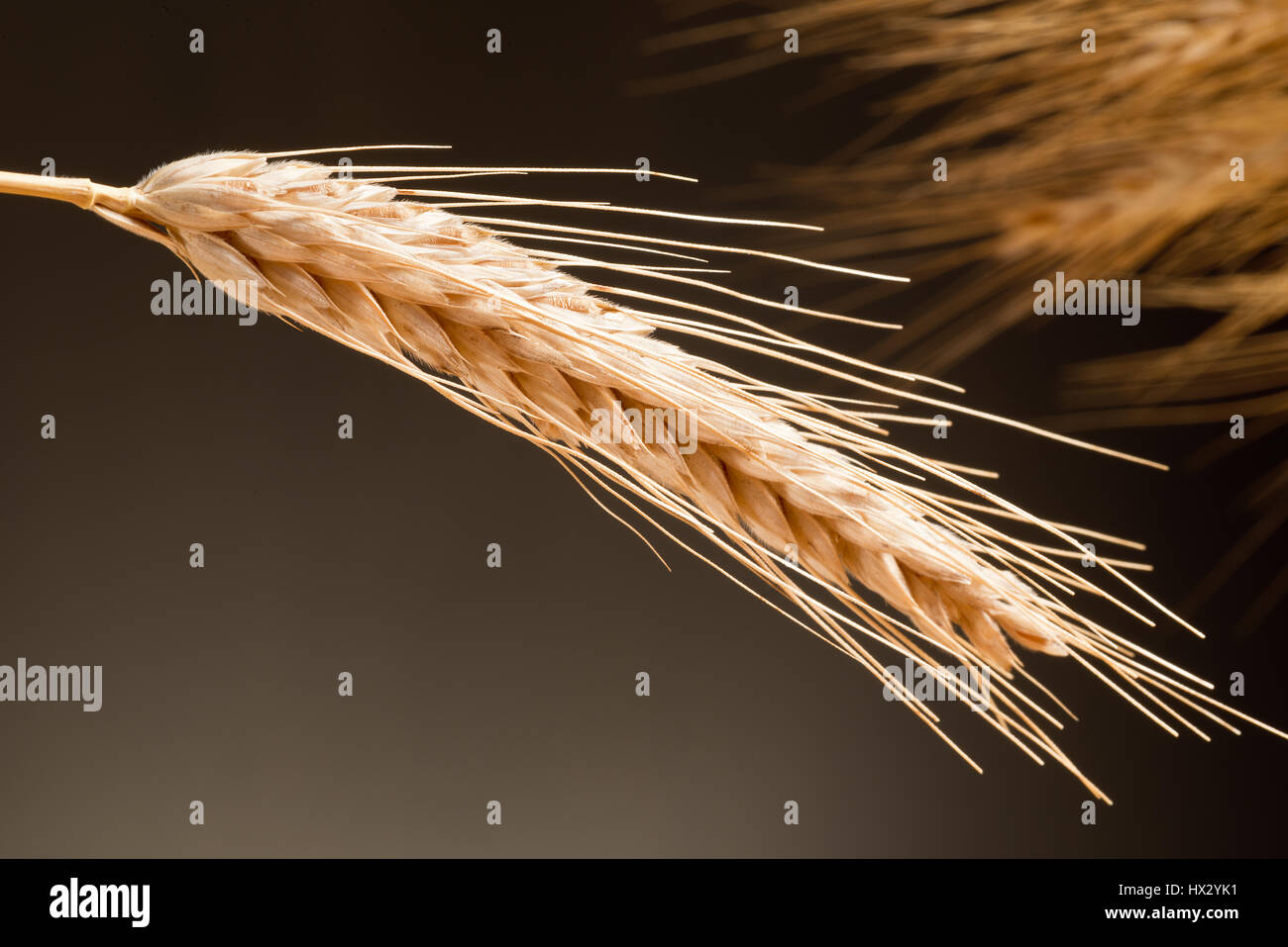 Detail Of Wheat On The Dark Background Stock Photo - Alamy