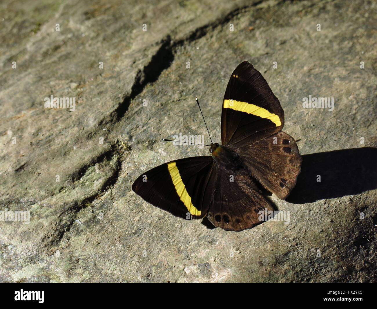Brown yellow colored butterfly photographed in the Annapurna ...