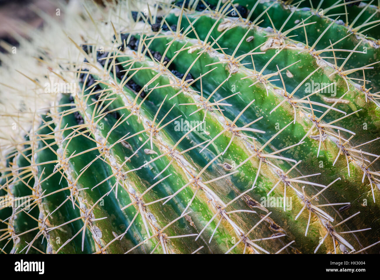 Cactus spikes hi-res stock photography and images - Alamy