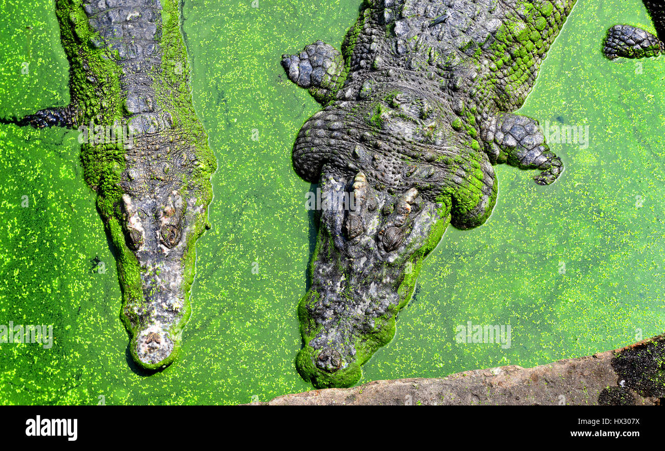 The crocodiles in zoo and farm for tour in Thailand, photo in outdoor ...