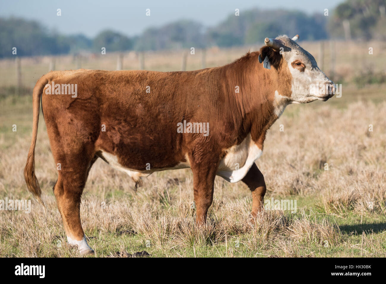 Dairy cow side view hi-res stock photography and images - Alamy