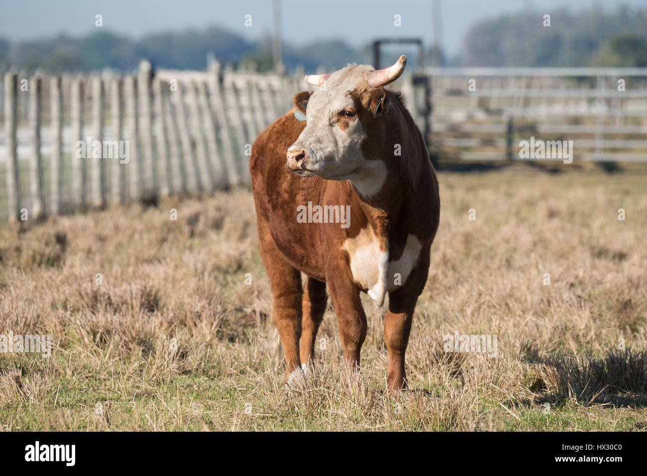 Cow calf in front barn hi-res stock photography and images - Alamy