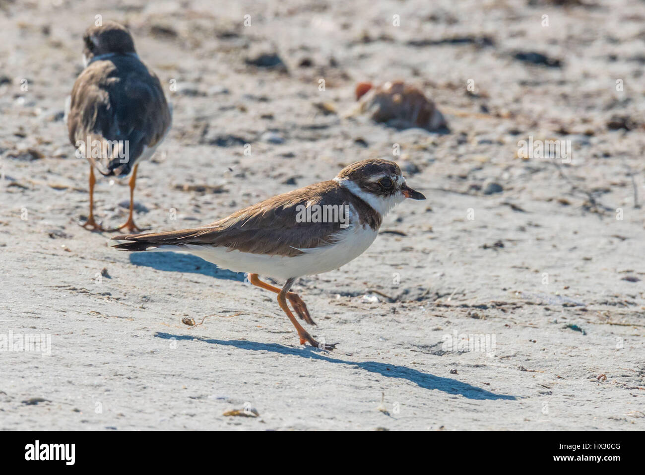 Semipalmated Plover at the beach with a friend Stock Photo - Alamy