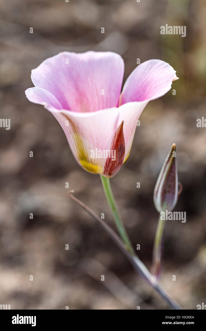 Sego Lily (Calochortus nuttallii) on Neck Spring Trail, Island in the ...