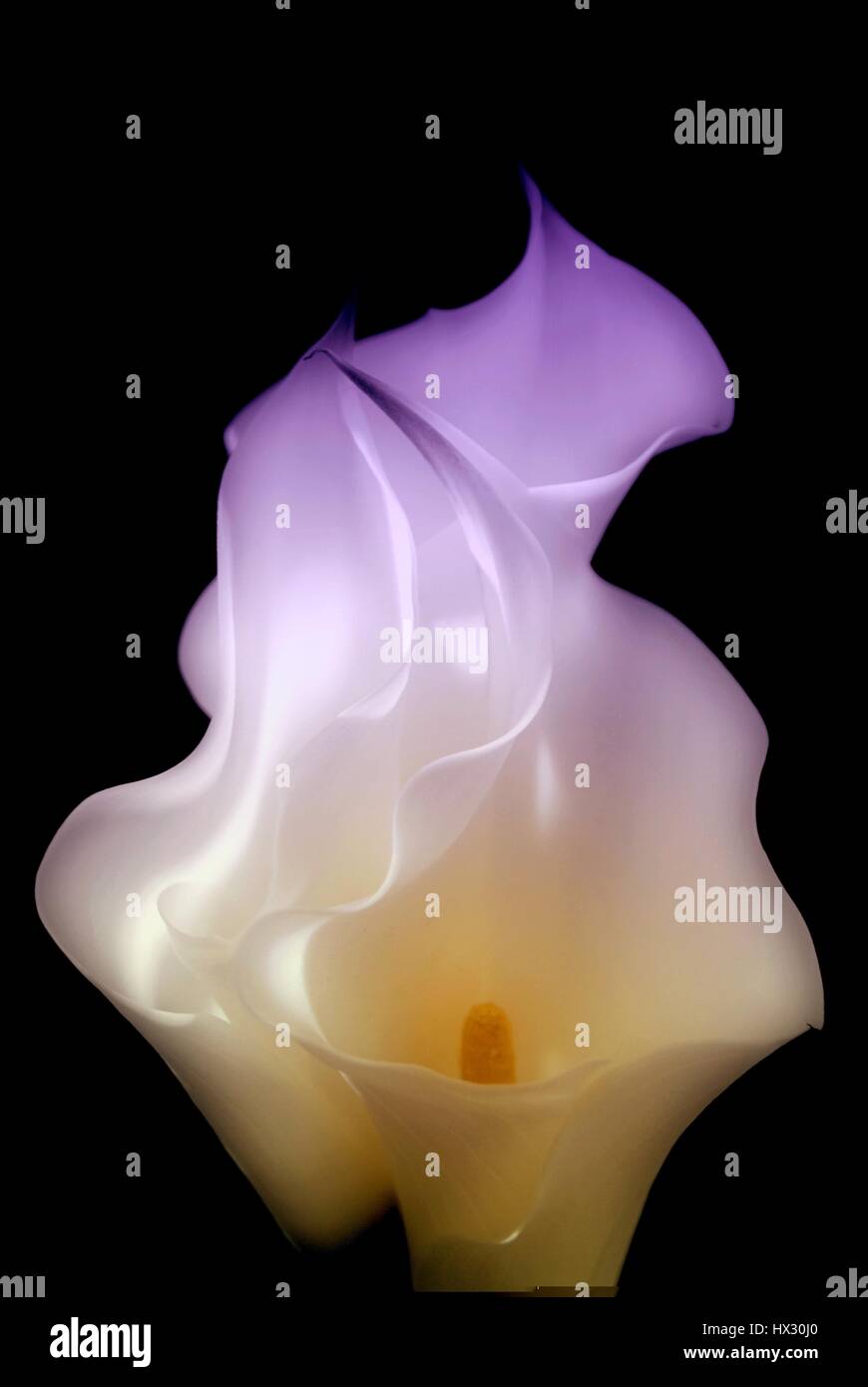 Cala Lily, Cala Lilies, Calas, Lily, Lilies Stock Photo - Alamy