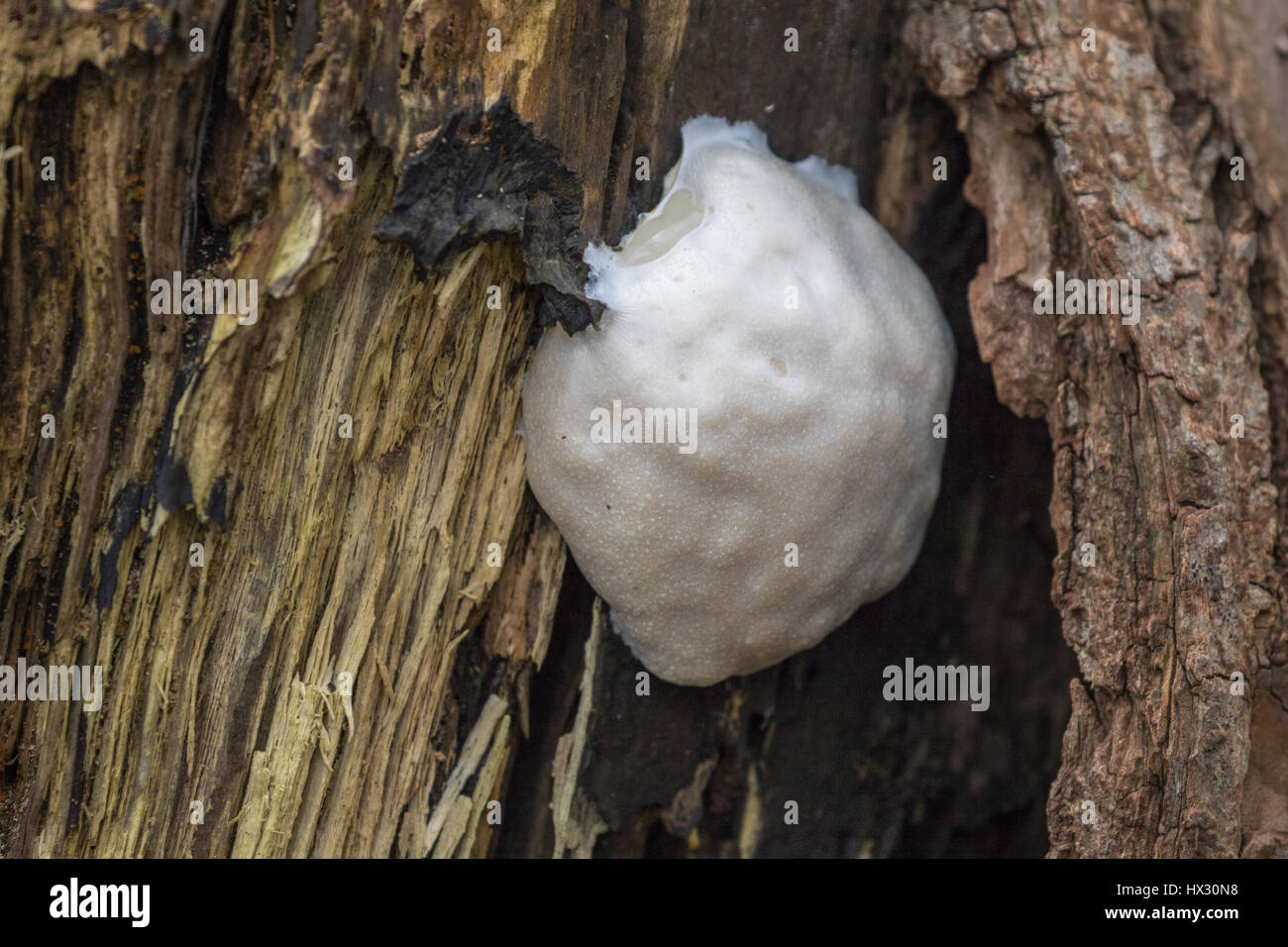 False Puffball Slime Mould, Enteridium lycoperdon Stock Photo - Alamy