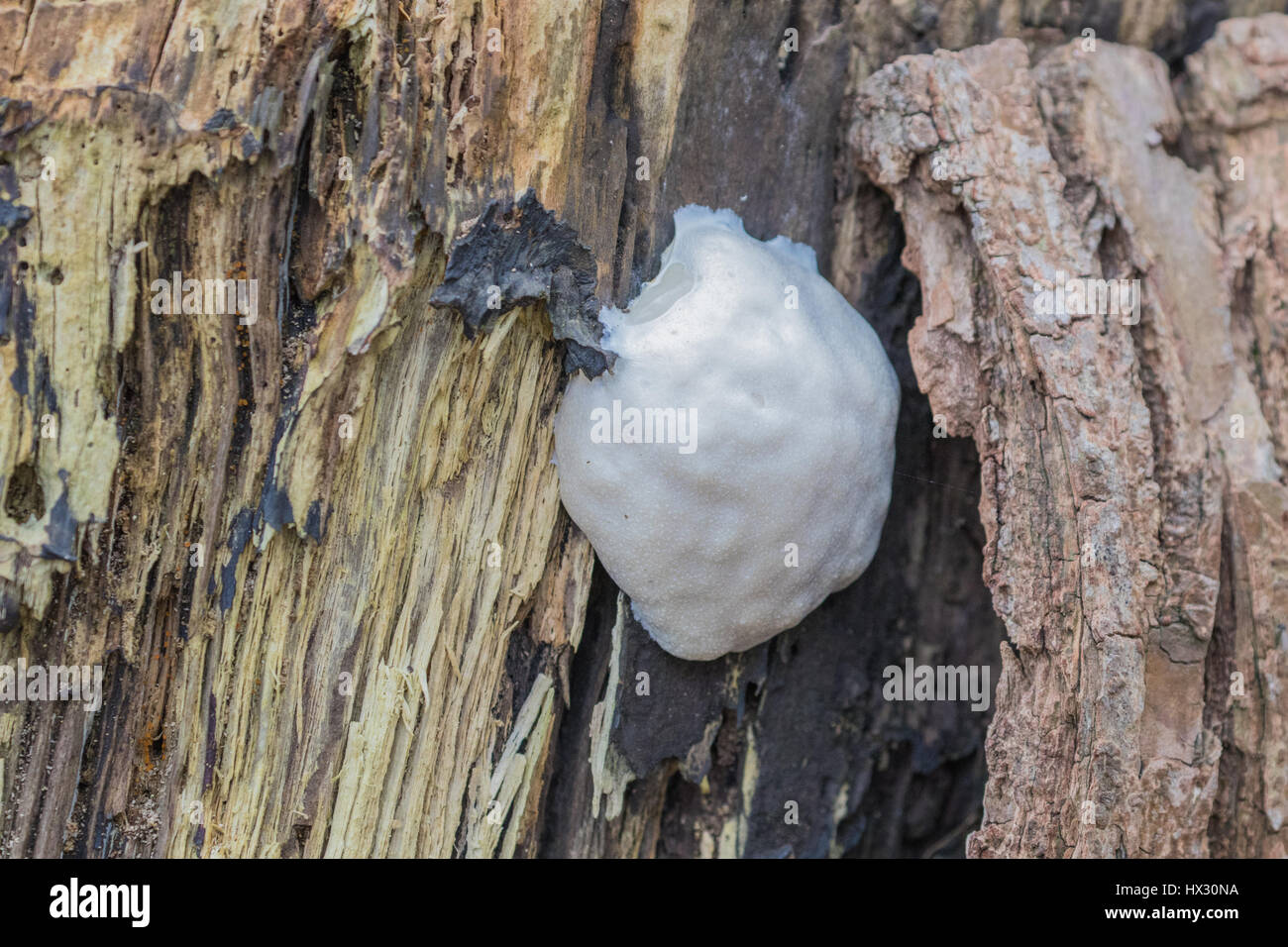 False Puffball Slime Mould, Enteridium lycoperdon Stock Photo - Alamy