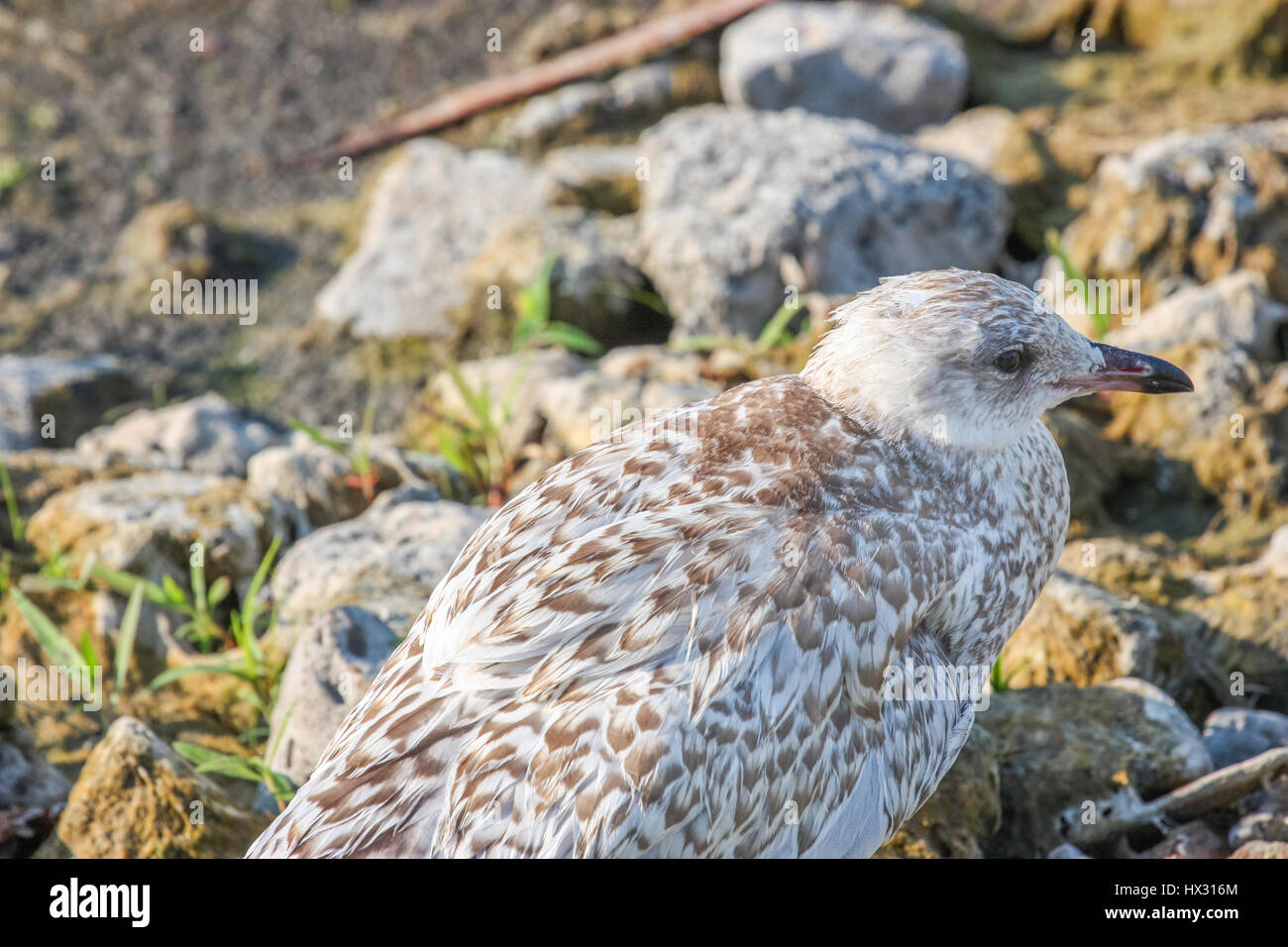 seagull on rocks Stock Photo - Alamy