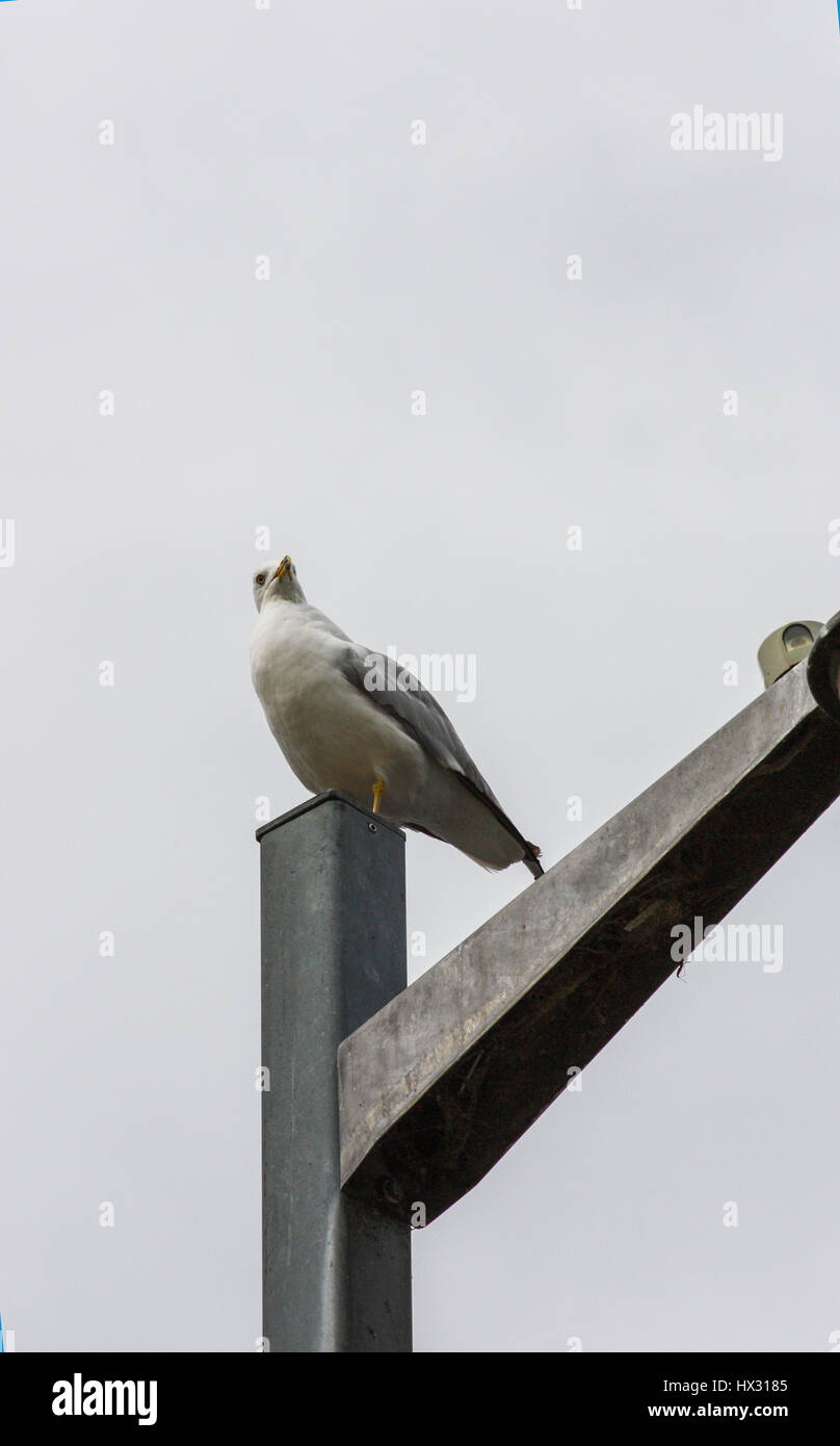 seagull on a post Stock Photo - Alamy