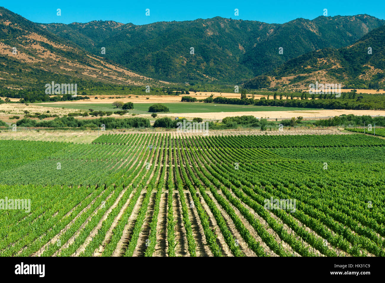 Panoramic view of a vineyard at Colchagua valley, Chile Stock Photo - Alamy