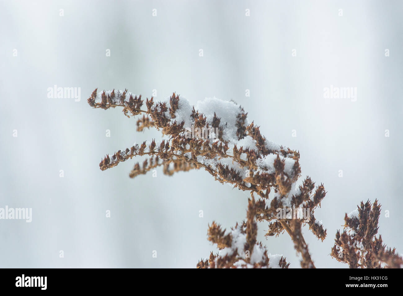 snow on a plant Stock Photo - Alamy