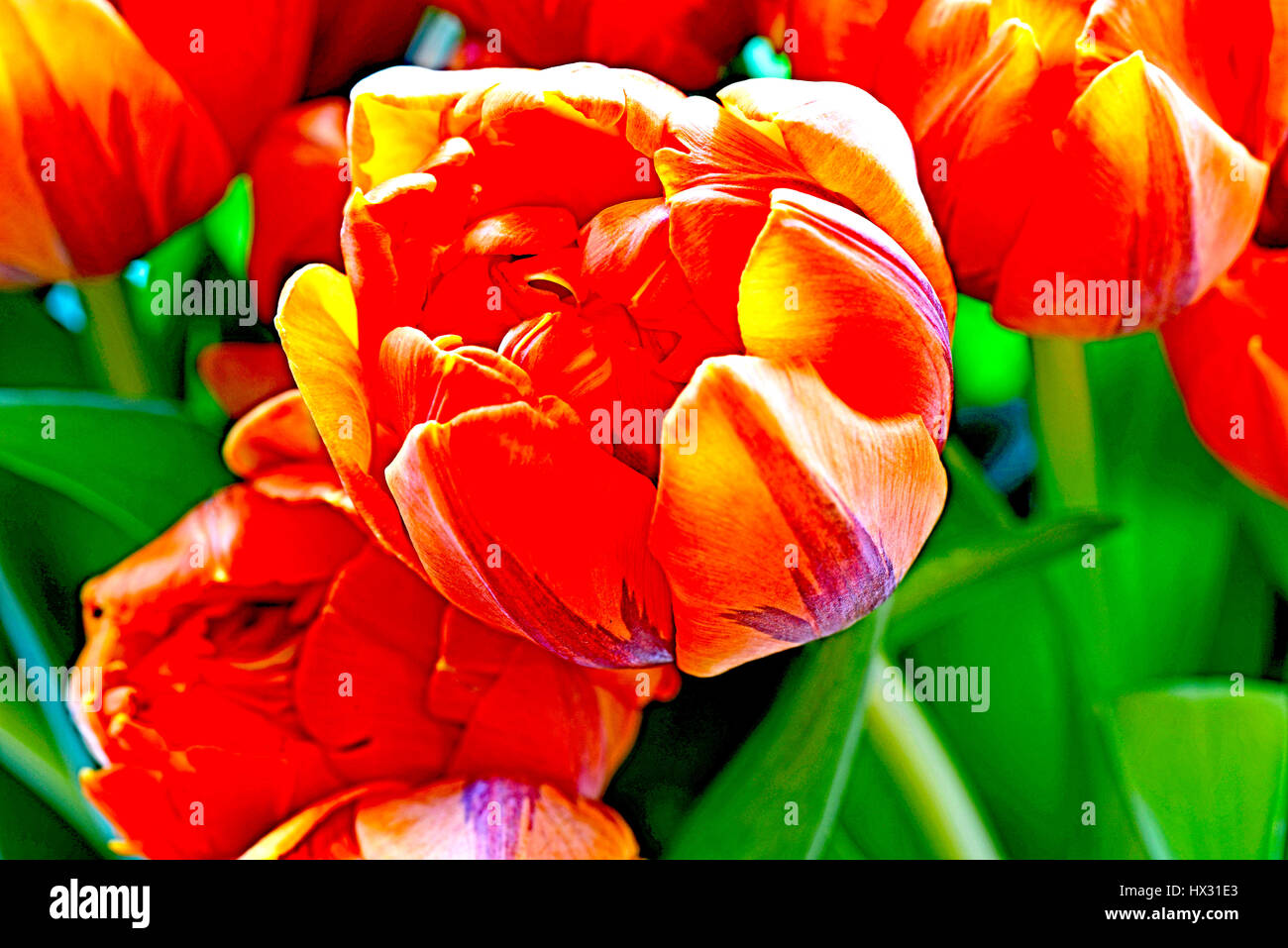 Rot und gelb hi-res stock photography and images - Alamy