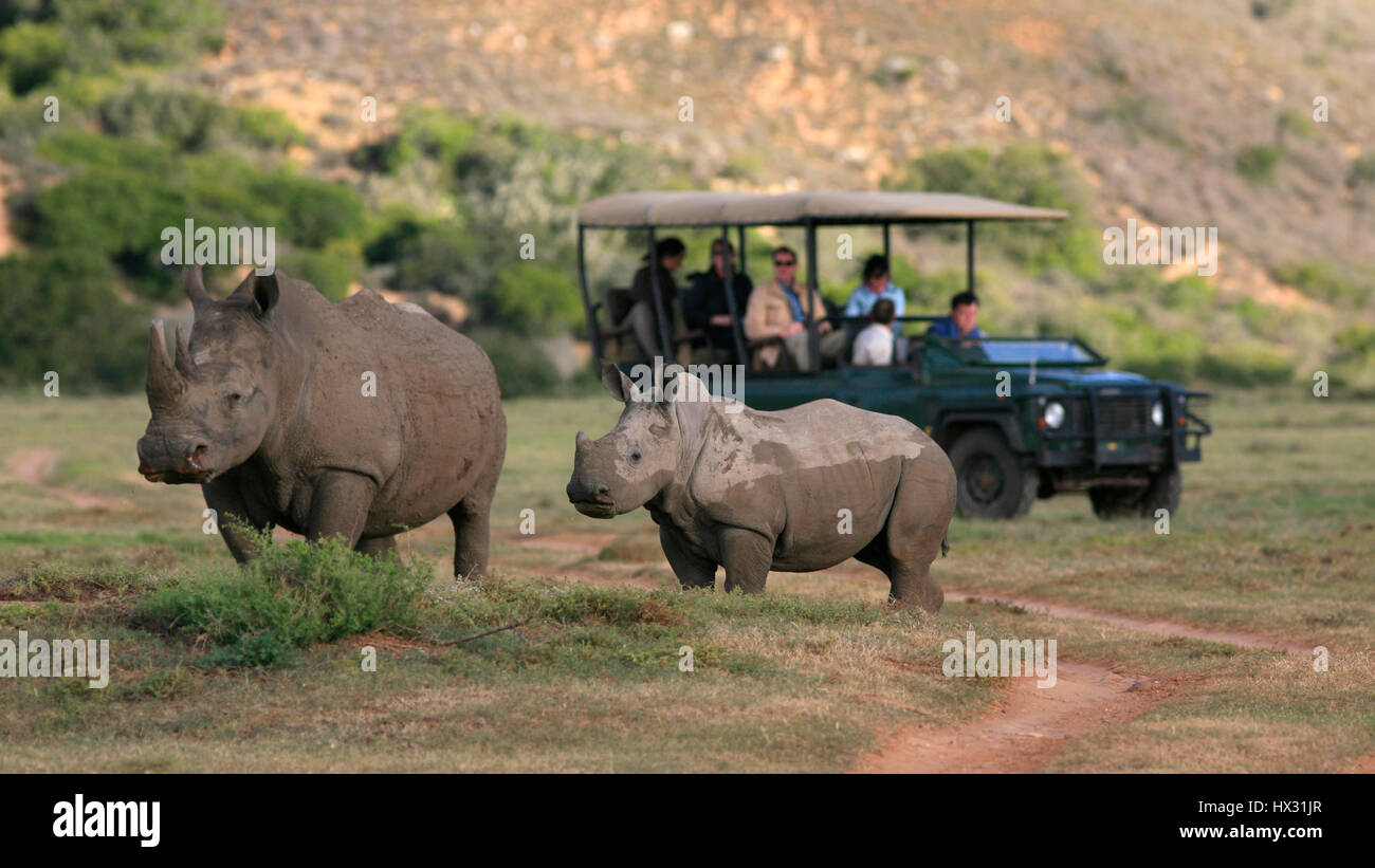An adult and a baby white rhino stand next to a tourist vehicle during ...