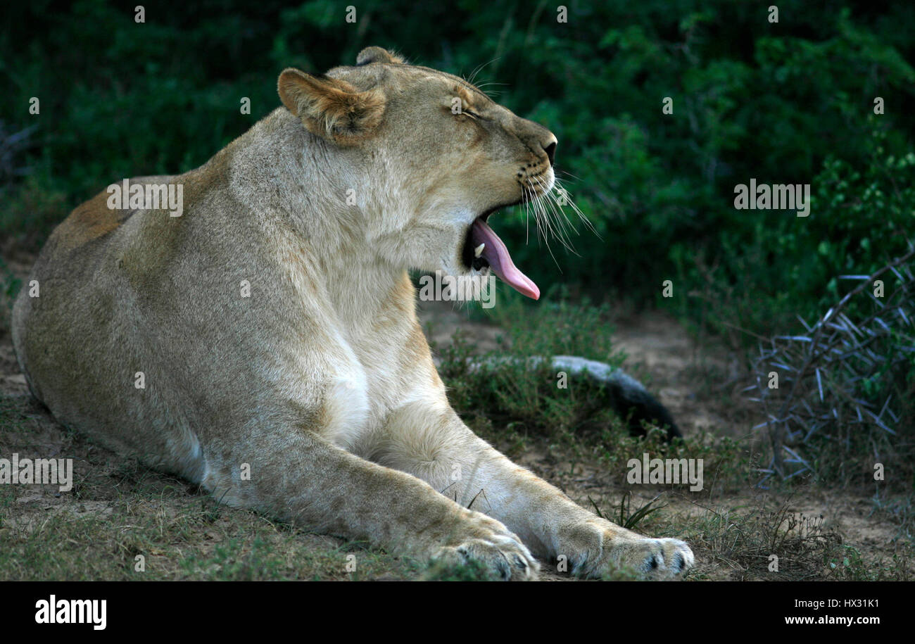 A lioness yawns during a safari on a private game reserve in South ...