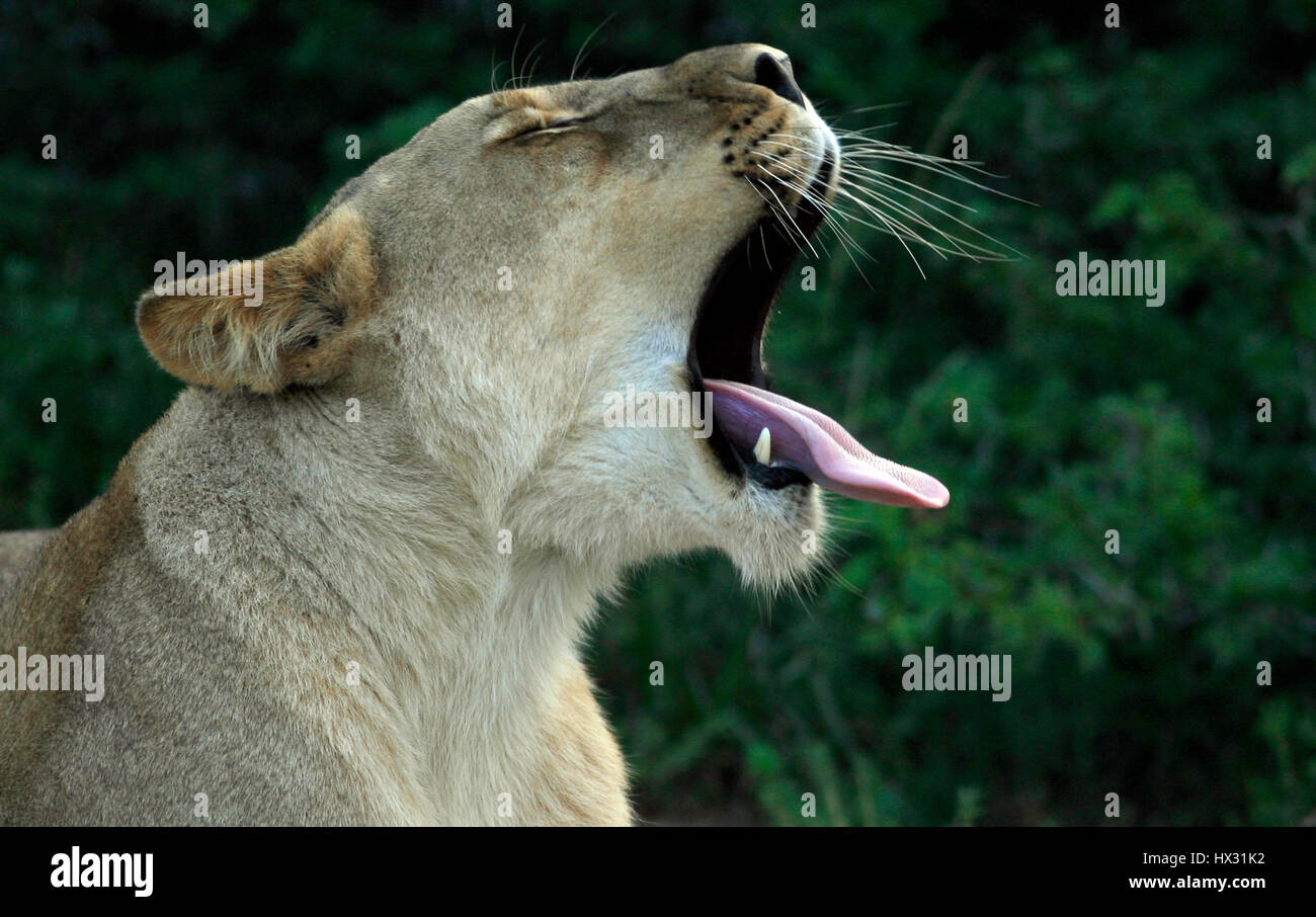 A lioness yawns during a safari on a private game reserve in South ...
