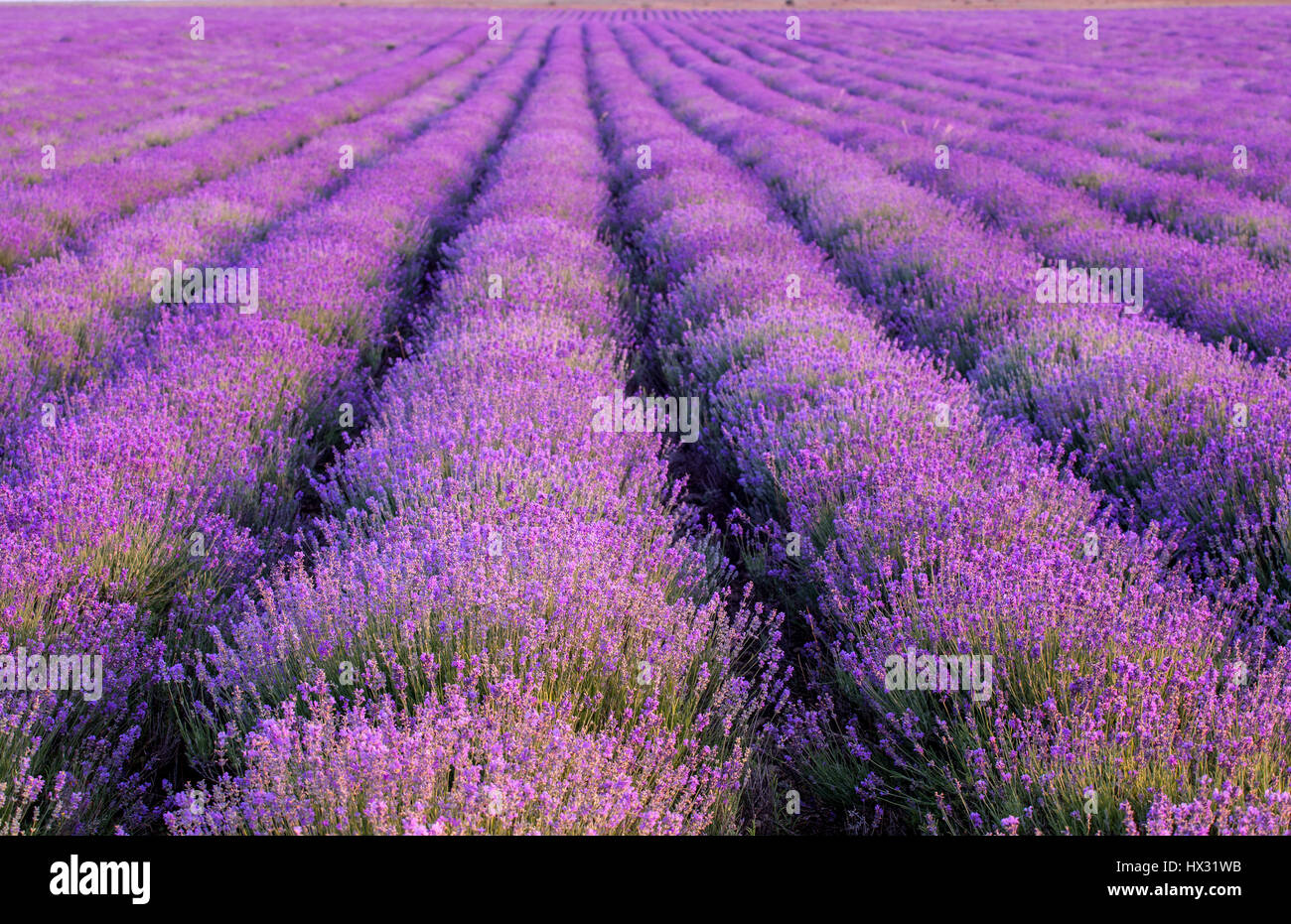 Plantation of lavender. Flowers of fragrant lavender closeup on a ...