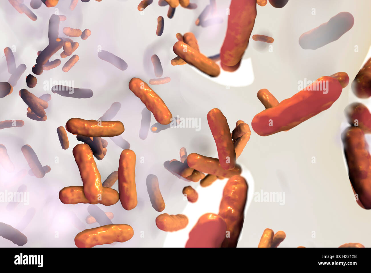 Pseudomonas aeruginosa bacteria inside biofilm,computer illustration ...
