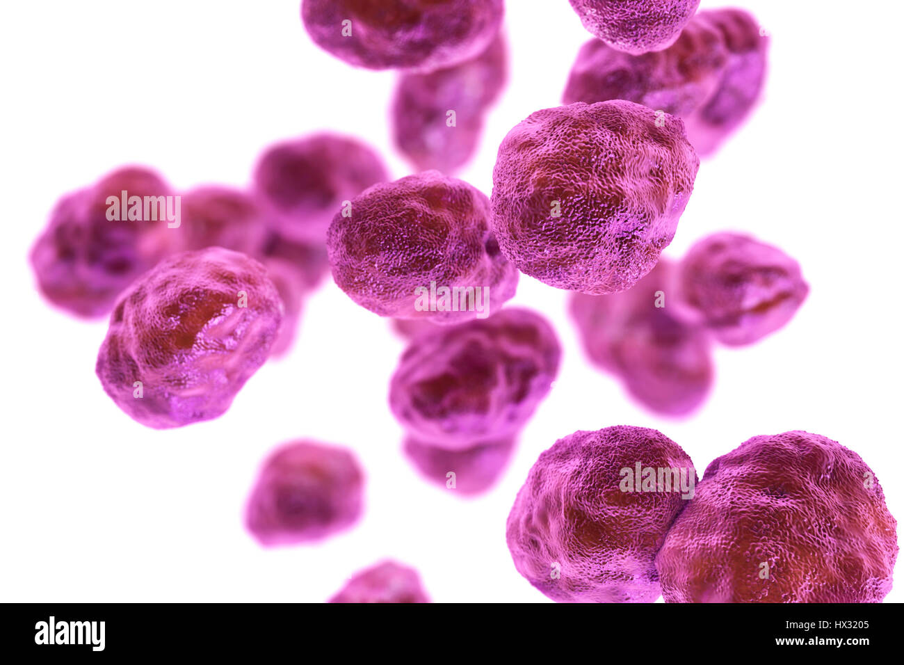 Gram Negative Coccobacillus