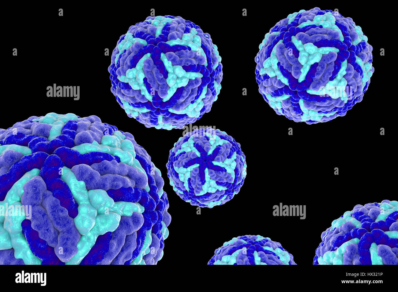 Japanese encephalitis virus (JEV), computer illustration. JEV is an RNA ...