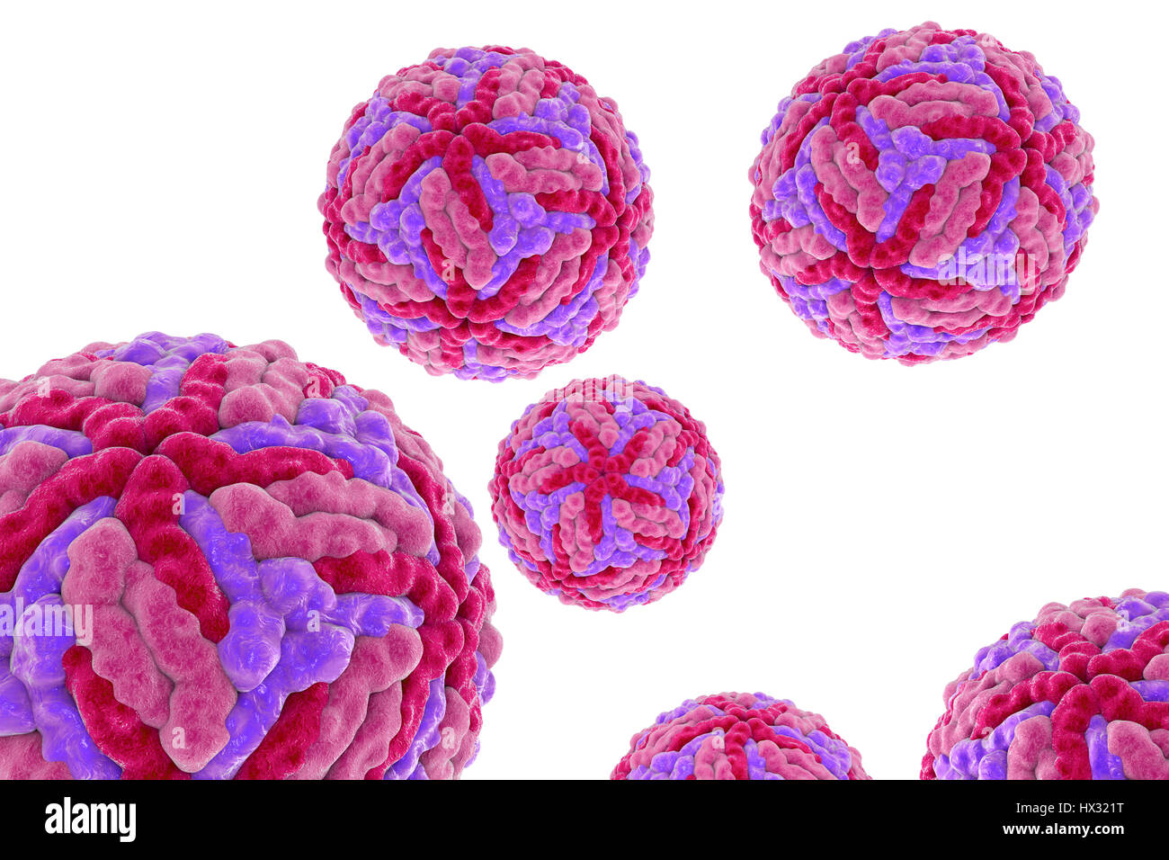 Japanese encephalitis virus (JEV), computer illustration. JEV is an RNA ...