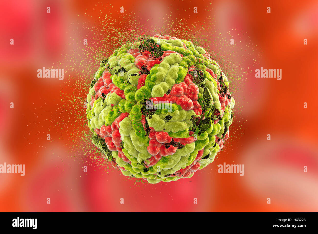 Interferon gamma, molecular model. Interferon gamma is produced by ...