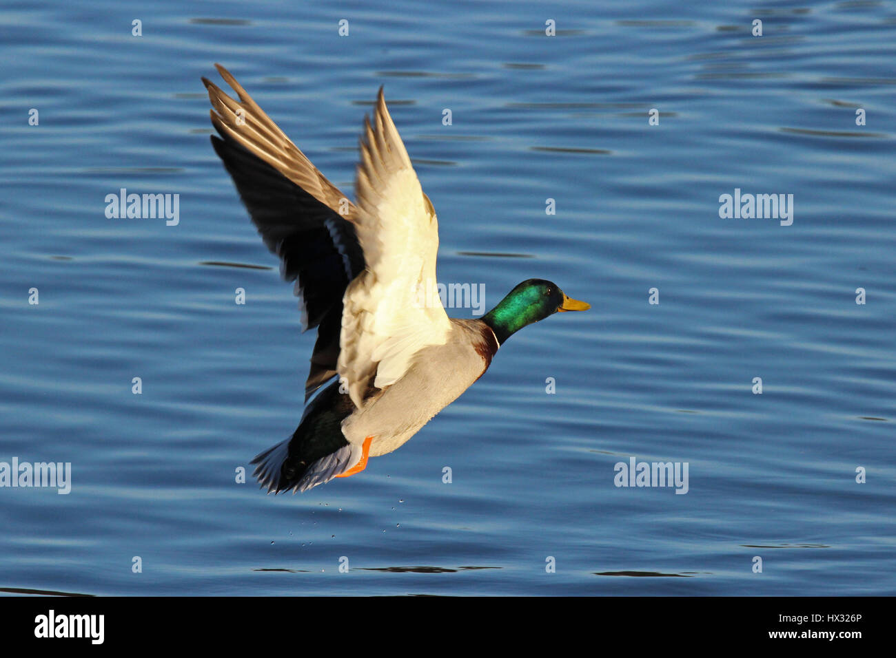 A male mallard duck flying up from a lake Stock Photo - Alamy