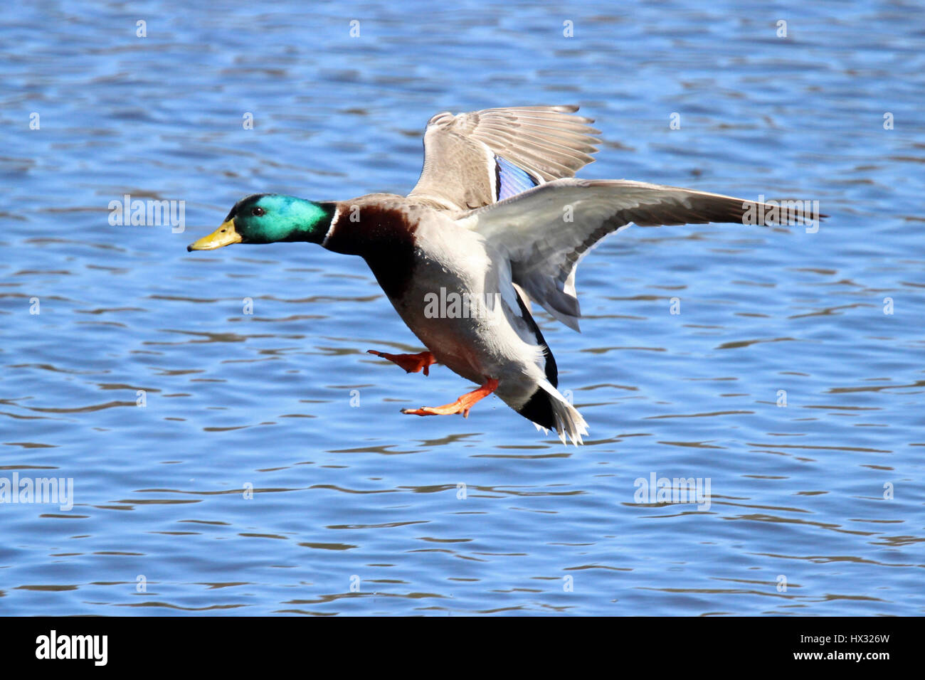 A male mallard duck flying in to land on a lake Stock Photo - Alamy