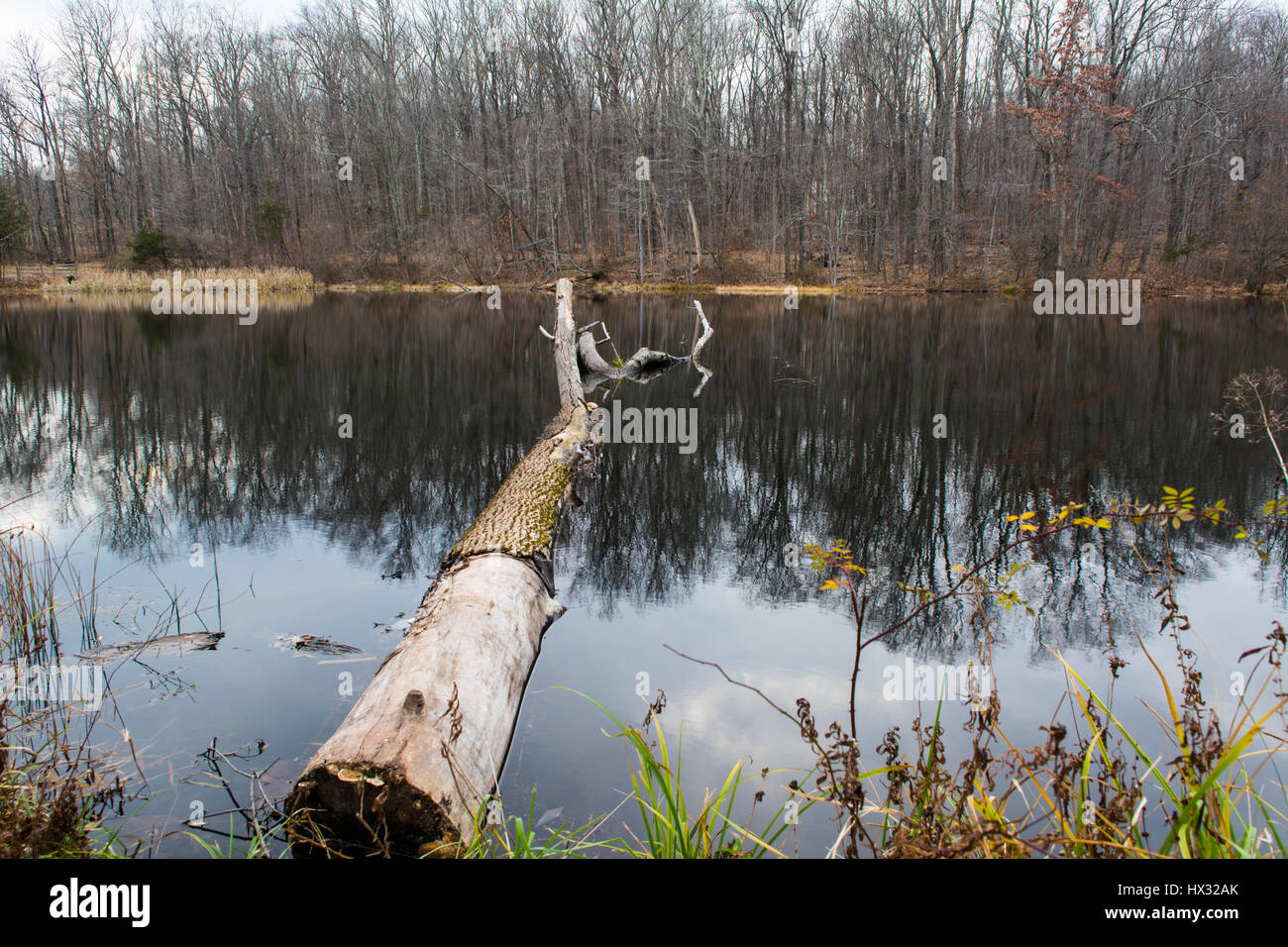 Fallen tree in water Stock Photo - Alamy