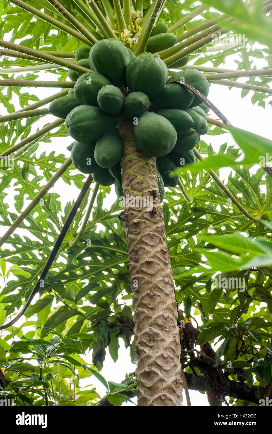 Coconut Tree - Health Food - Raw Vegan Stock Photo - Alamy